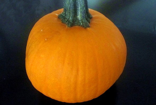 round fruit – All Year Garden